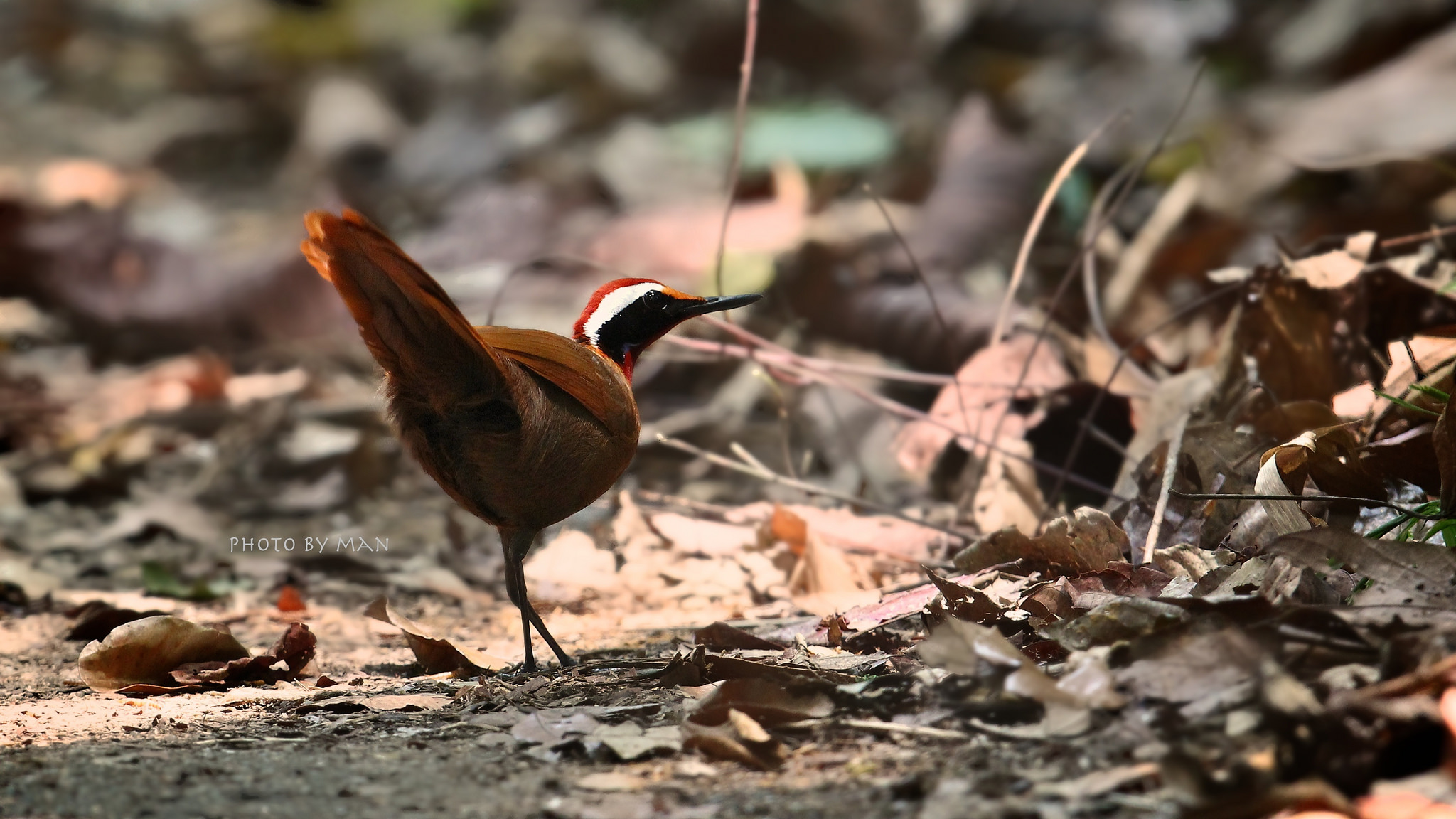 Wild Bird Eco Tour - Premium Birding & Bird Photography Tour Thailand